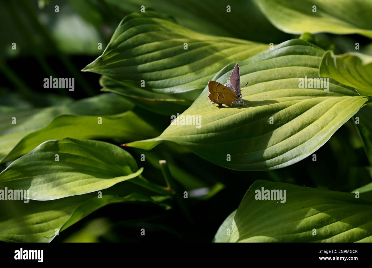 A rare white-letter hairstreak butterfly resting in garden on hosta ...