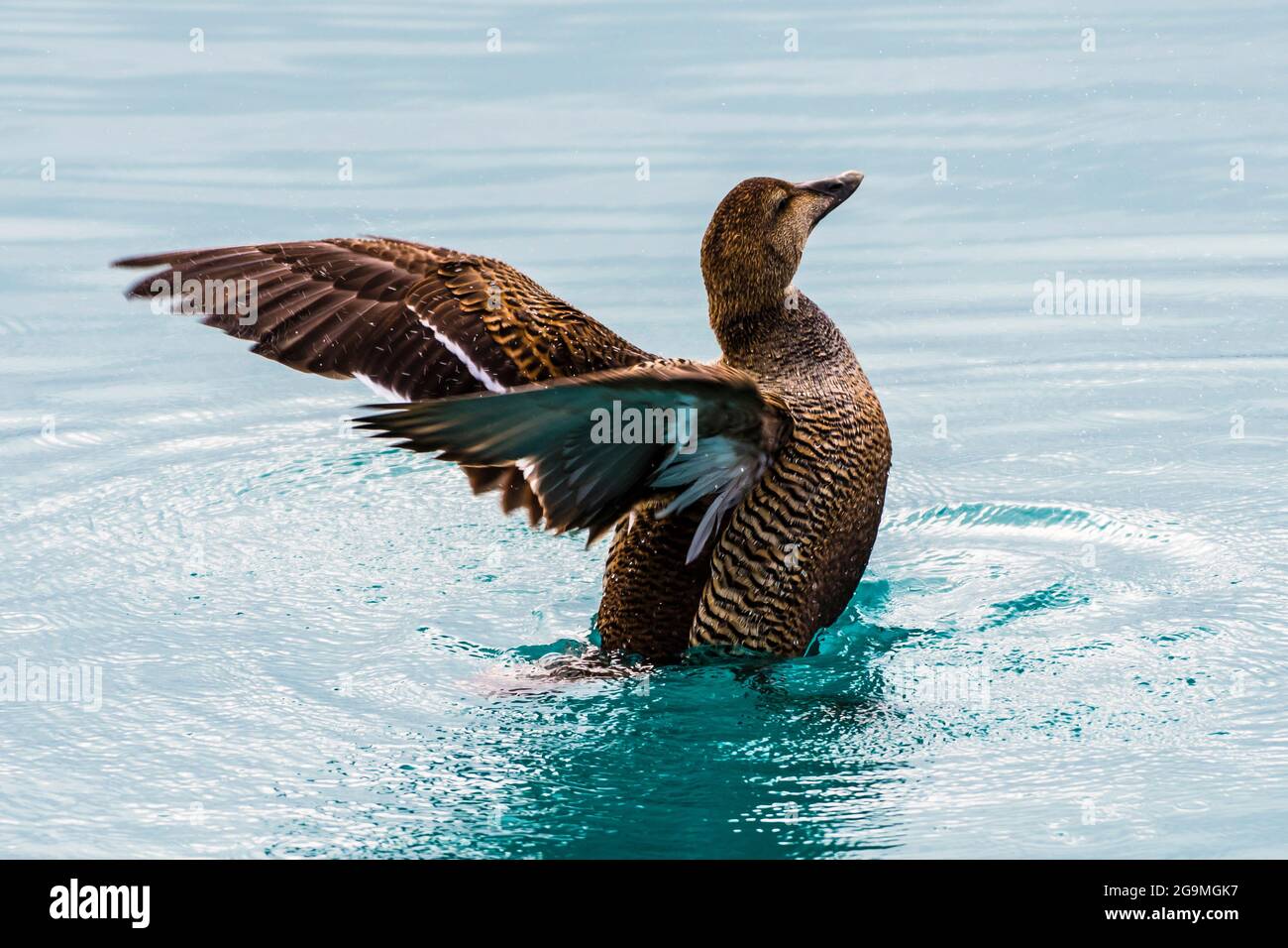 Female Eider duck (Somateria mollissima) stretching her wings at the ...