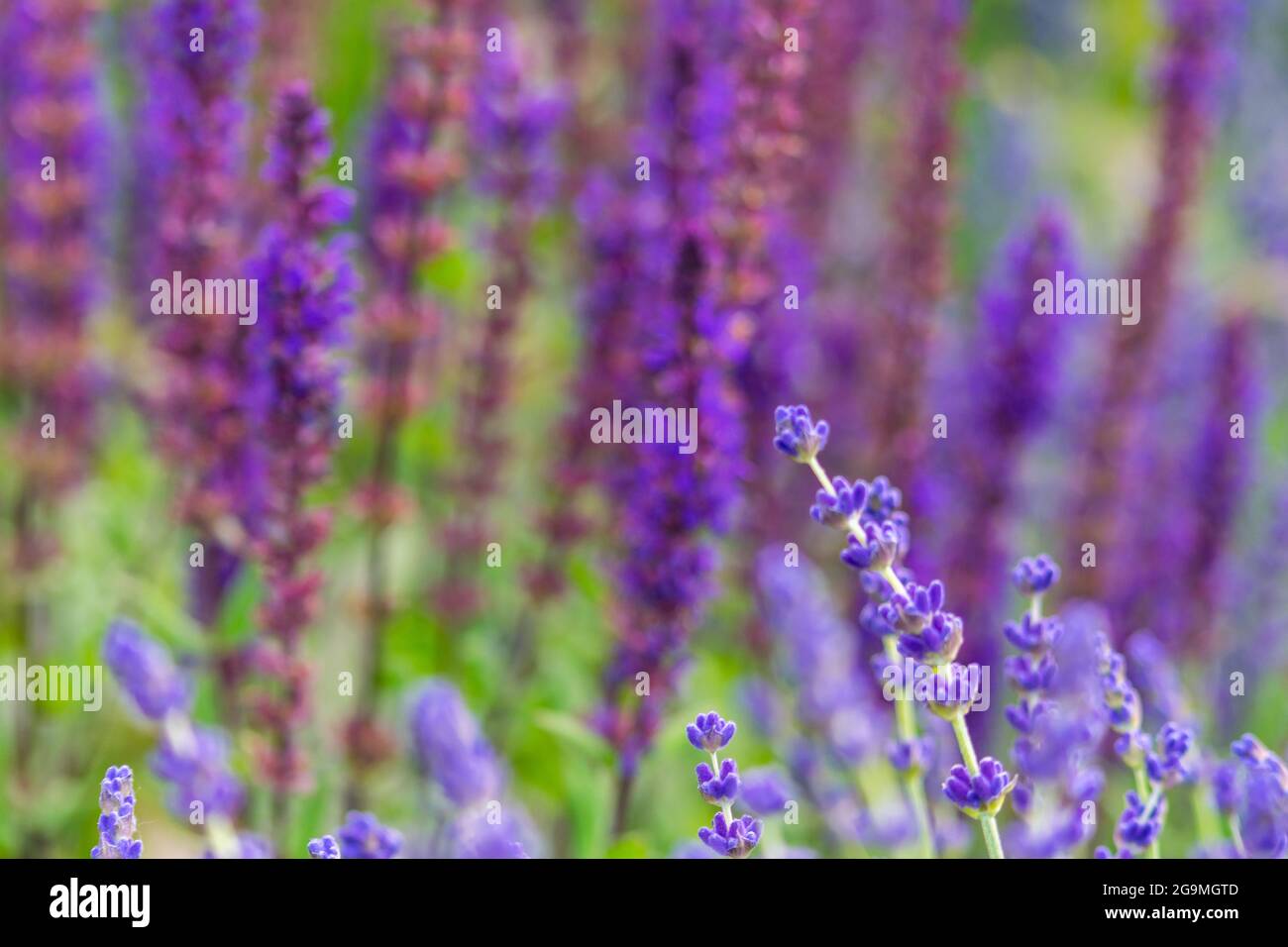 Various lavender types together, light violet of the front and ...