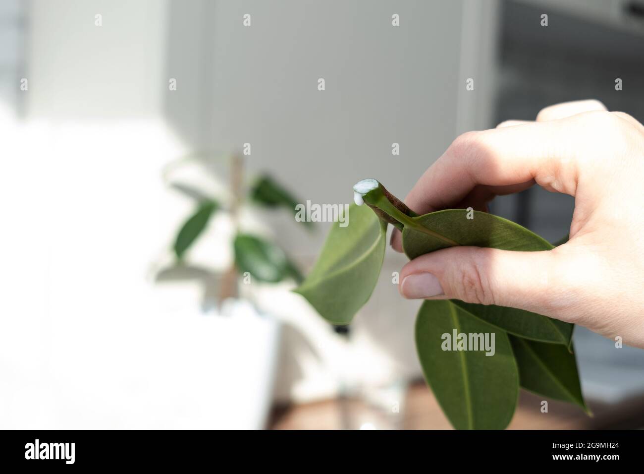 ficus cuttings. Breeding potted plants. Ficus elastica Stock Photo - Alamy