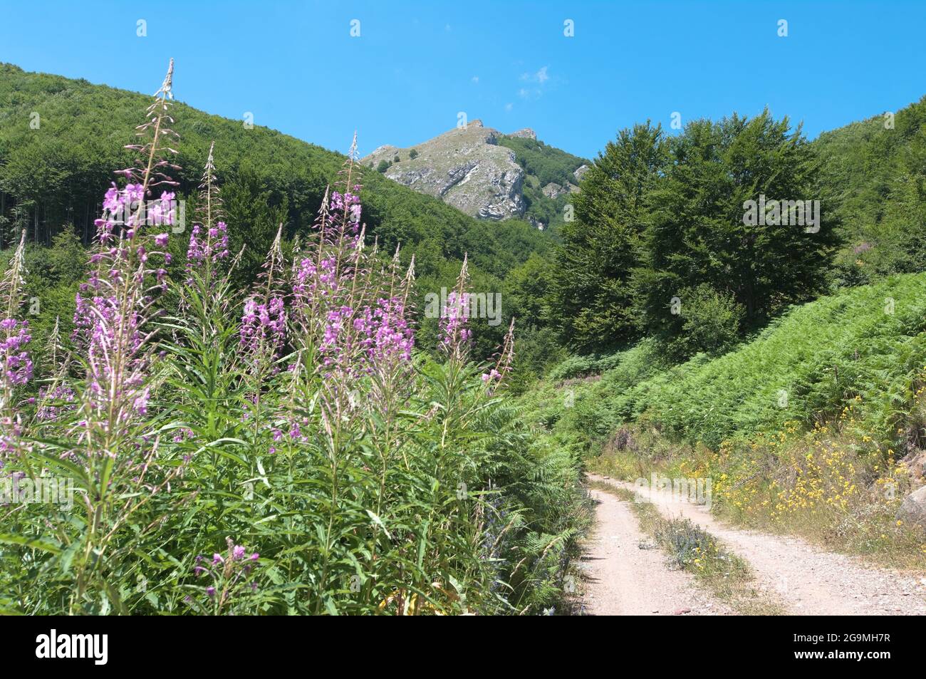 mountain landscape with green forest and clear sky along a trail in the ...