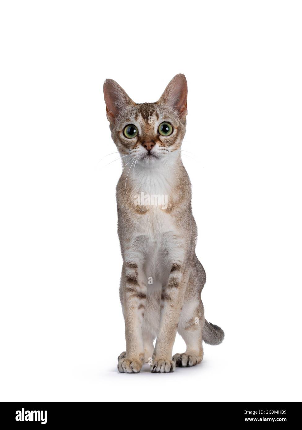 Cute purebred Singapure cat kitten, standing facing front. Looking ...