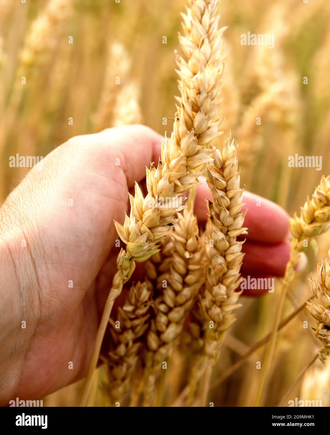Concept wheat hi-res stock photography and images - Alamy