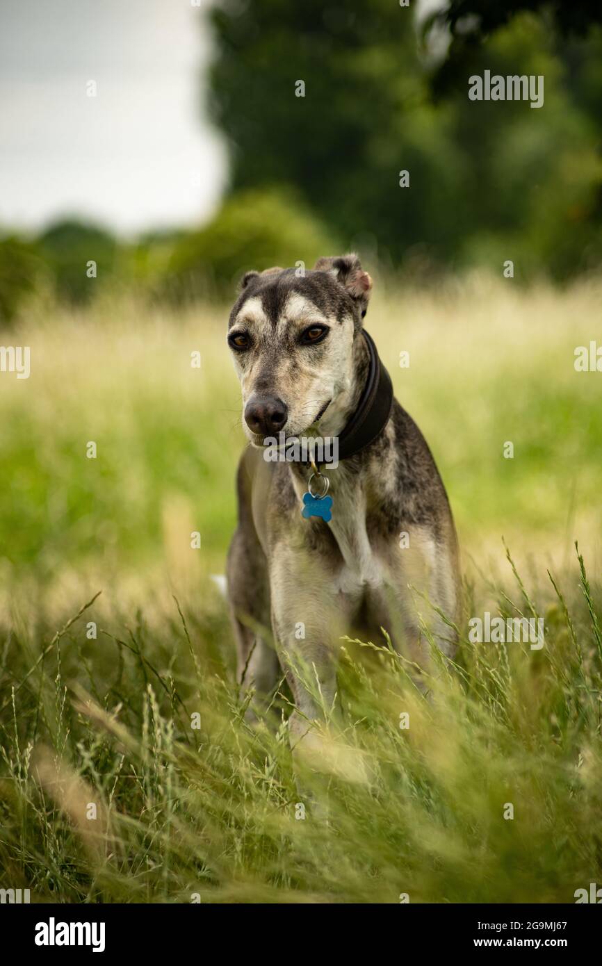 Greyhound cross hi-res stock photography and images - Alamy