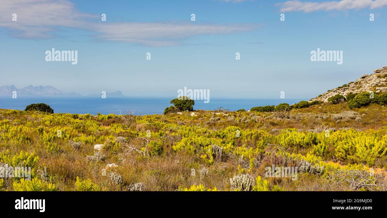 Coastal mountain landscape with fynbos flora in Cape Town South Africa ...