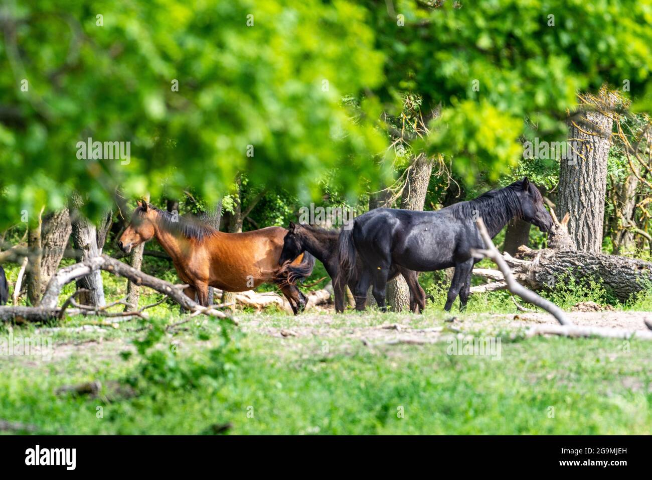 Land of the wild horses of letea hi-res stock photography and images ...