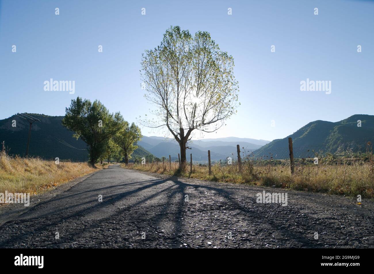 long shadow of tree on the road Stock Photo - Alamy