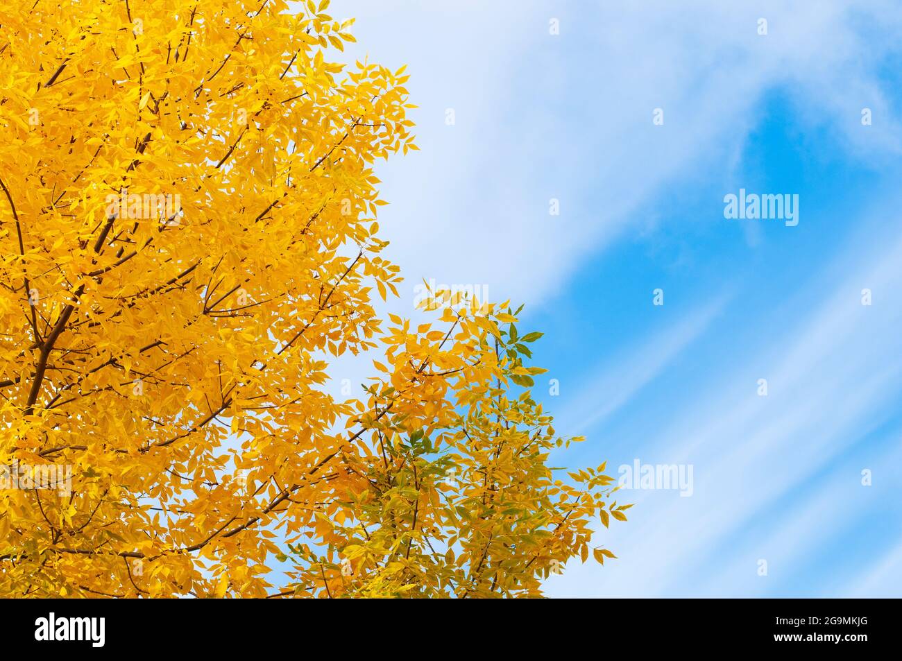 Common ash tree with autumn leaves hi-res stock photography and images ...