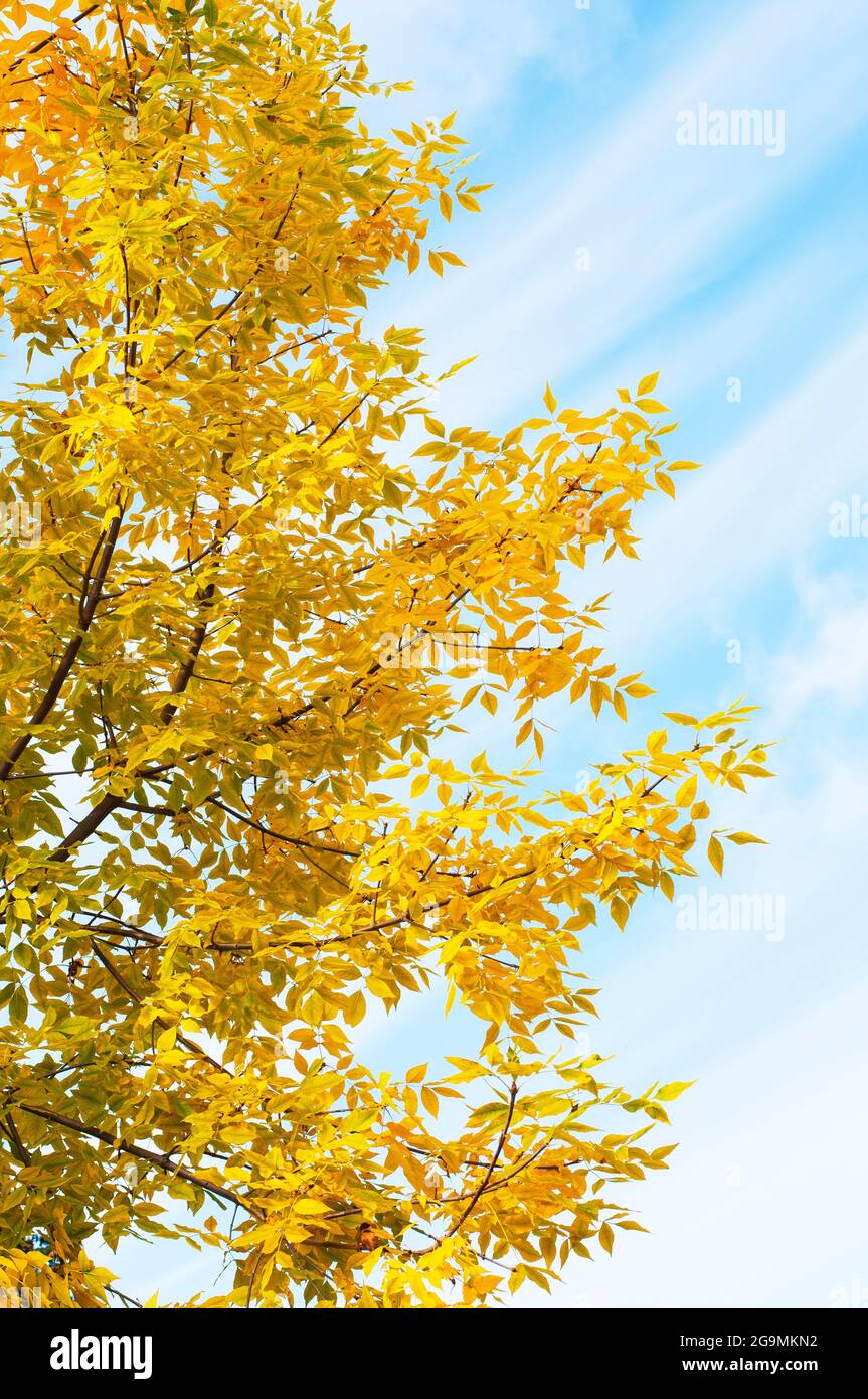 Common ash tree with autumn leaves hi-res stock photography and images ...