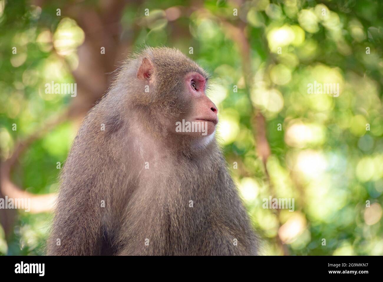 Wild Yakushima Macaque monkey in Yakushima island, Japan Stock Photo ...