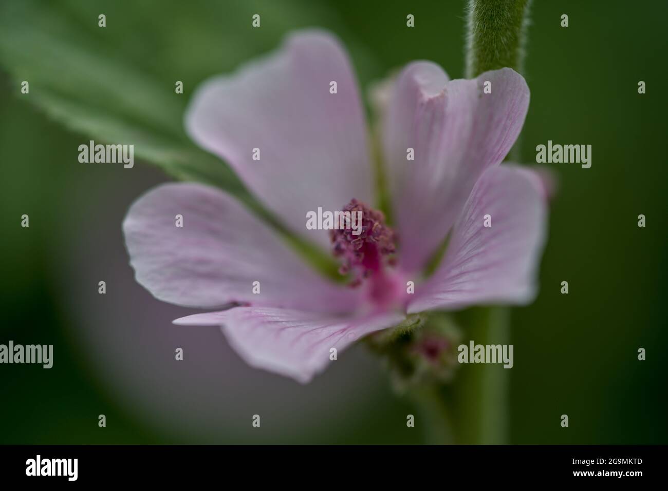 Althea officinalis flower close up Althaea officinalis, or marsh-mallow ...
