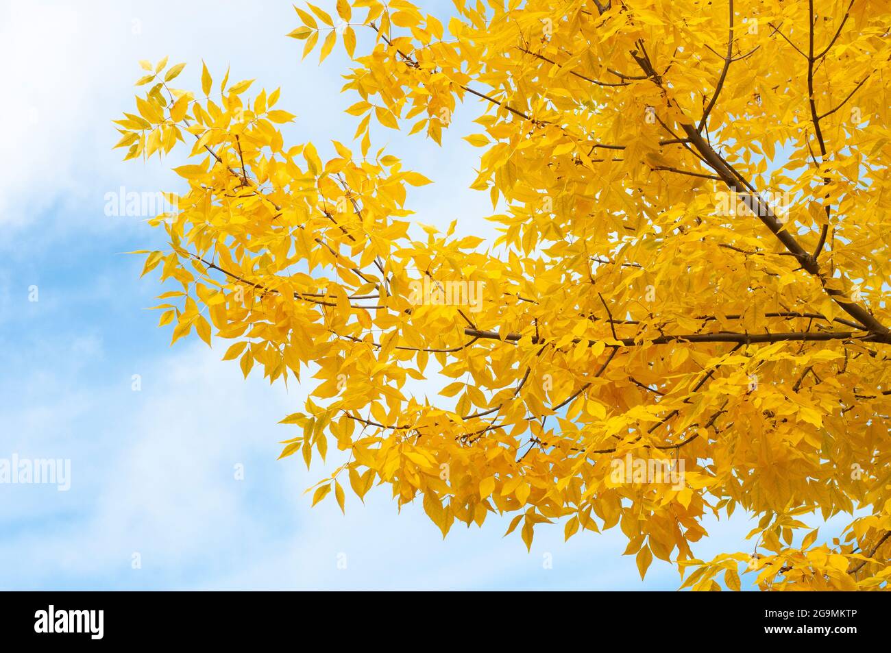 Common ash tree with autumn leaves hi-res stock photography and images ...