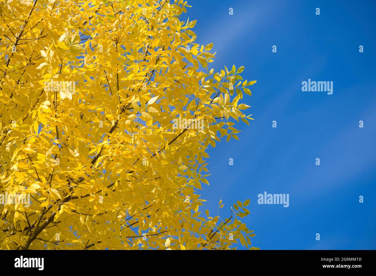 Common ash tree with autumn leaves hi-res stock photography and images ...