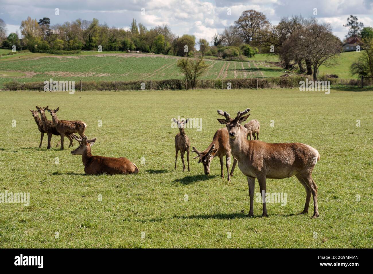 Commercial deer farm hi-res stock photography and images - Alamy