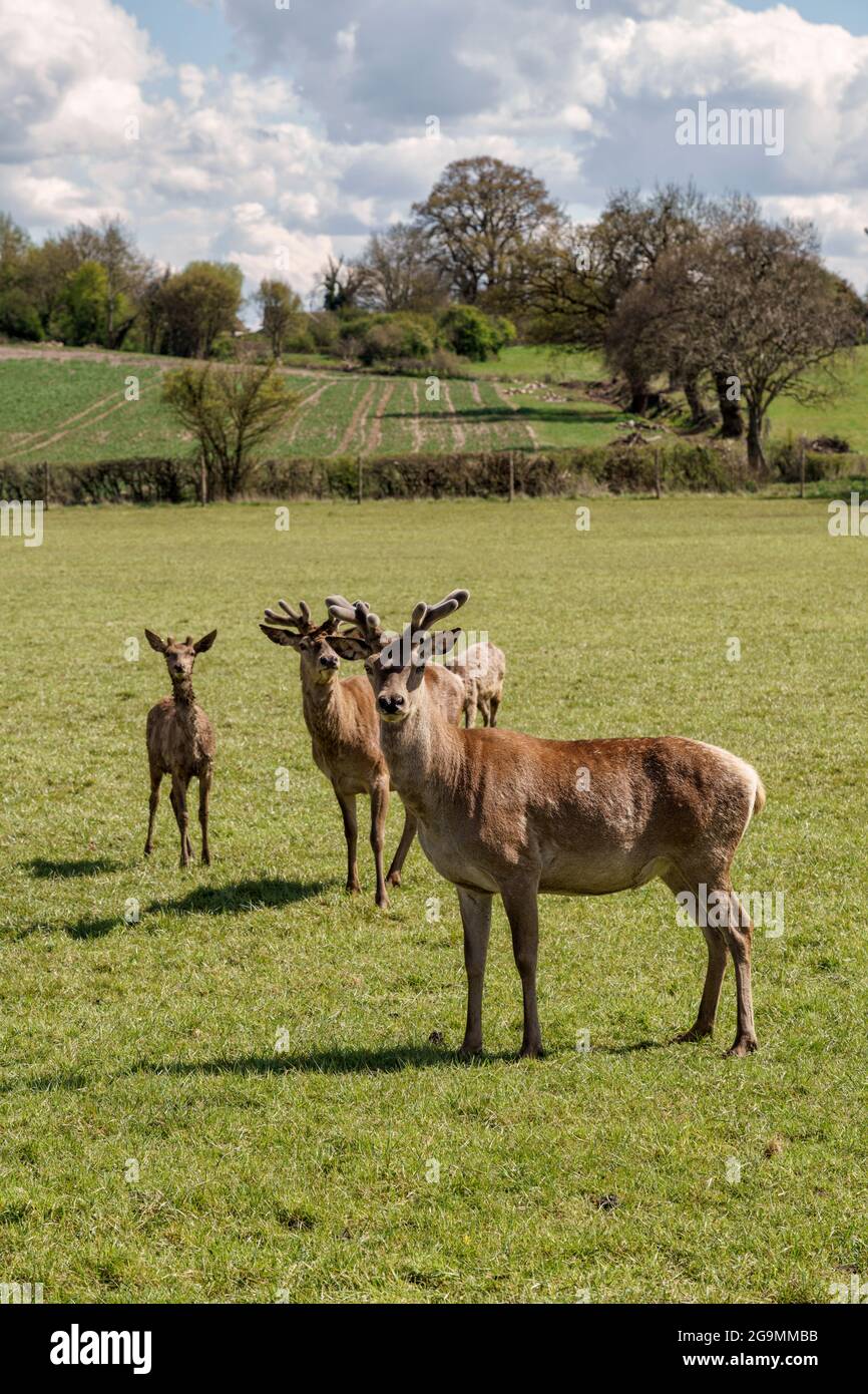 Commercial deer farm hi-res stock photography and images - Alamy