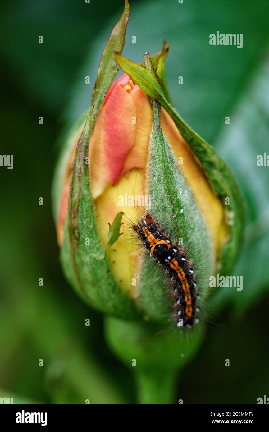 Goldtail moth caterpillar hi-res stock photography and images - Alamy