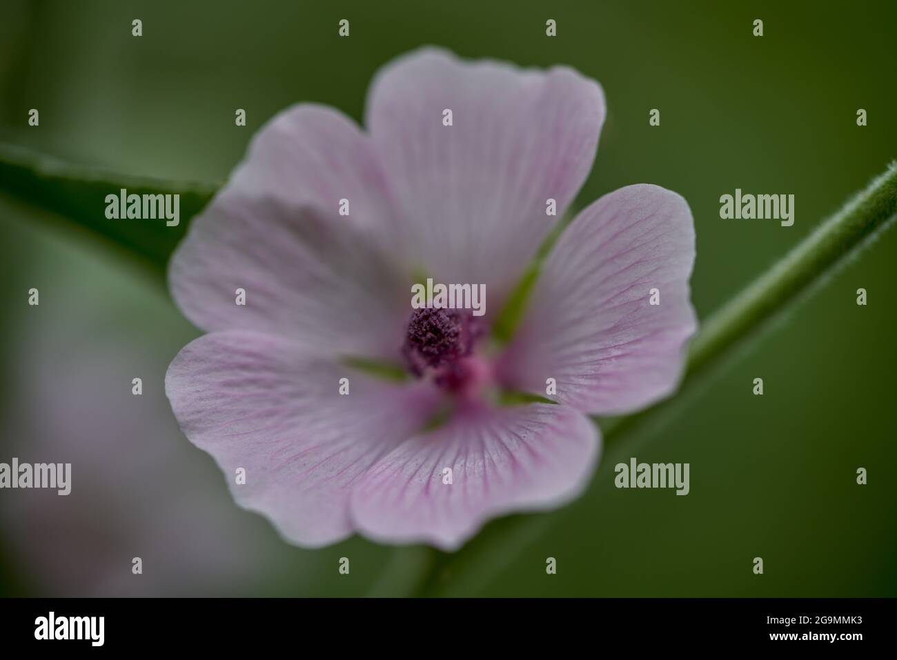 Althea officinalis flower close up Althaea officinalis, or marsh-mallow ...