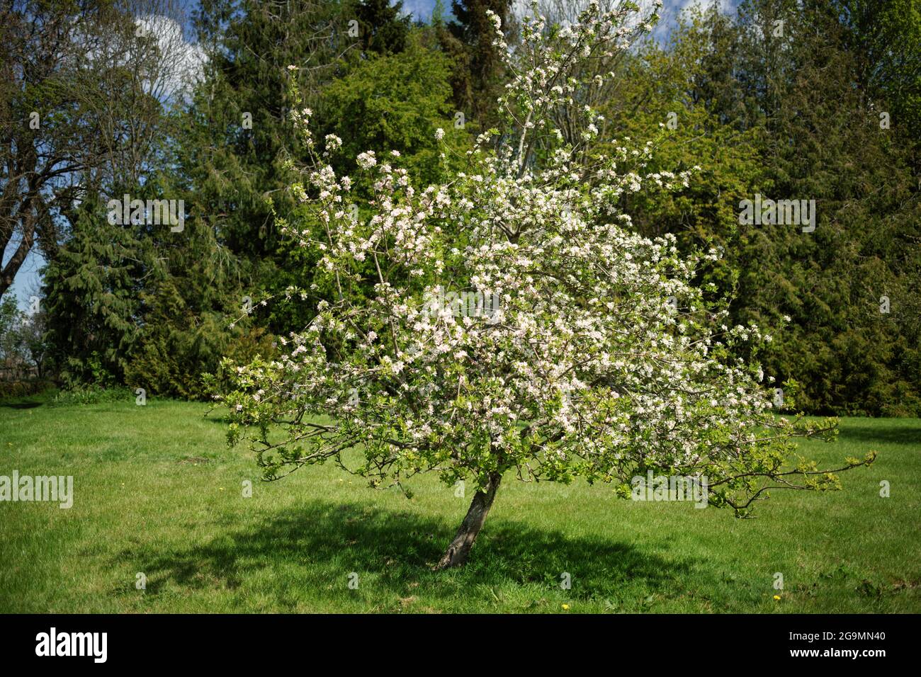 Apple tree in blossom Stock Photo - Alamy