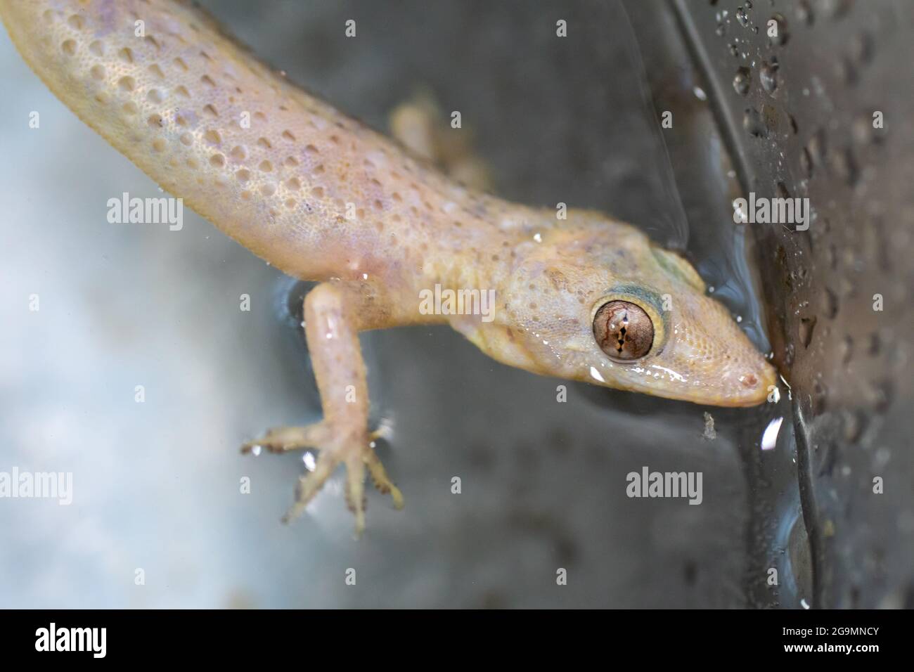 Selective closeup of a common house gecko head Stock Photo - Alamy