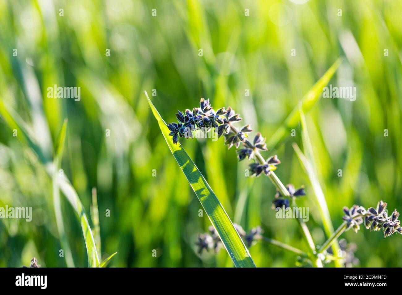 Grass color hi-res stock photography and images - Alamy