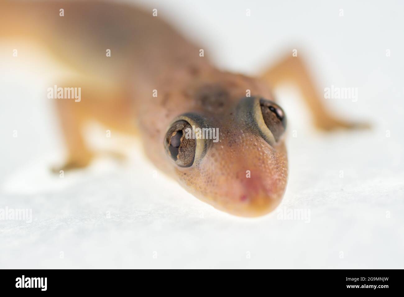 Selective closeup of a common house gecko head Stock Photo - Alamy