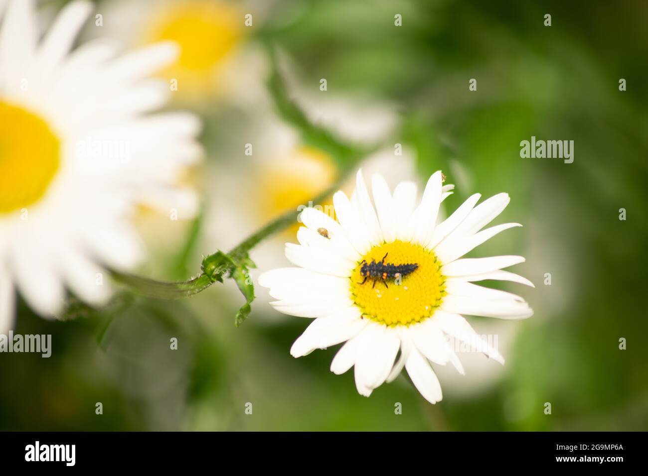 Ladybug larvae sitting in the centre of white and yellow flower, larva ...