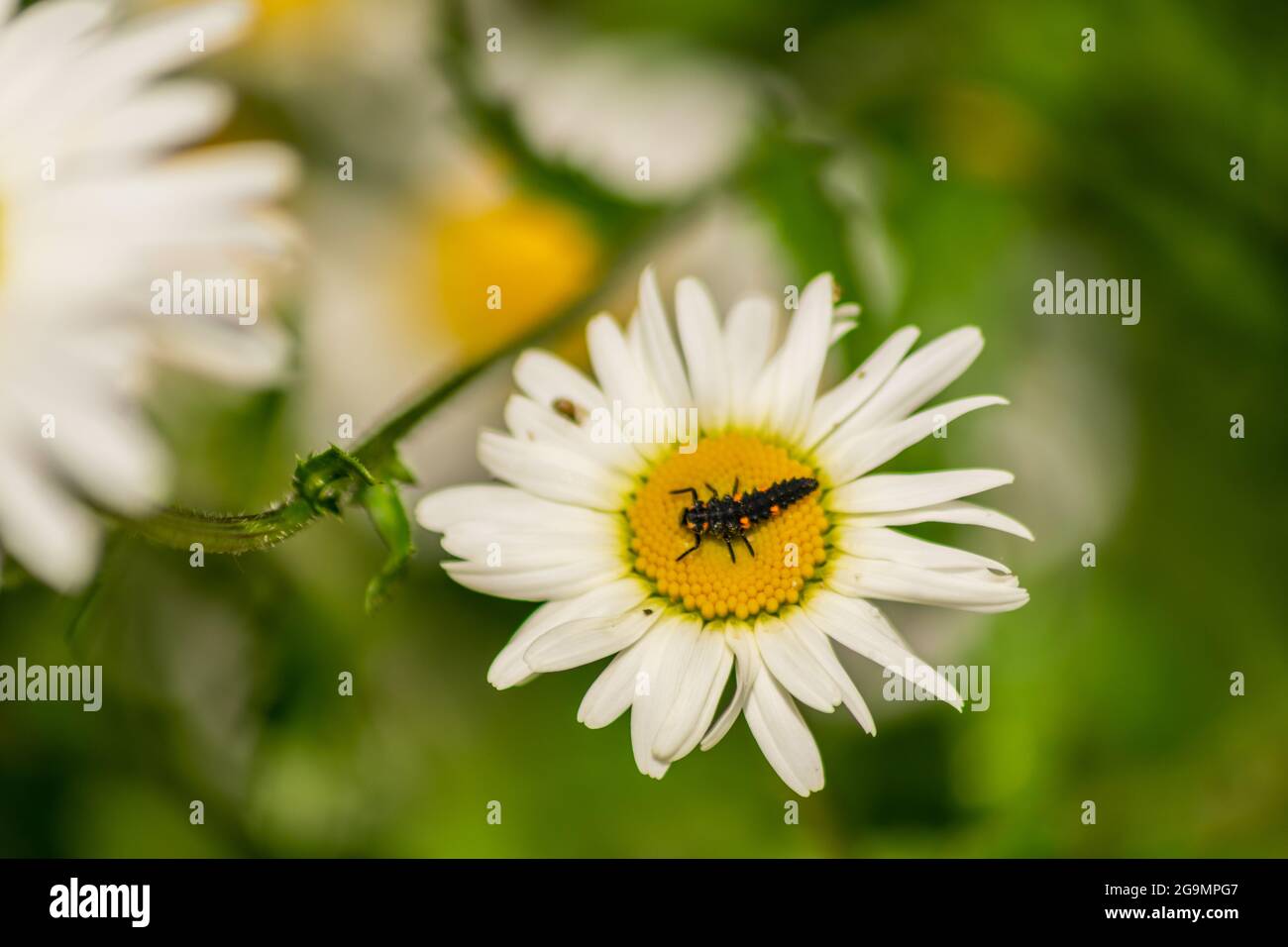 Ladybug larvae sitting in the centre of white and yellow flower, larva ...