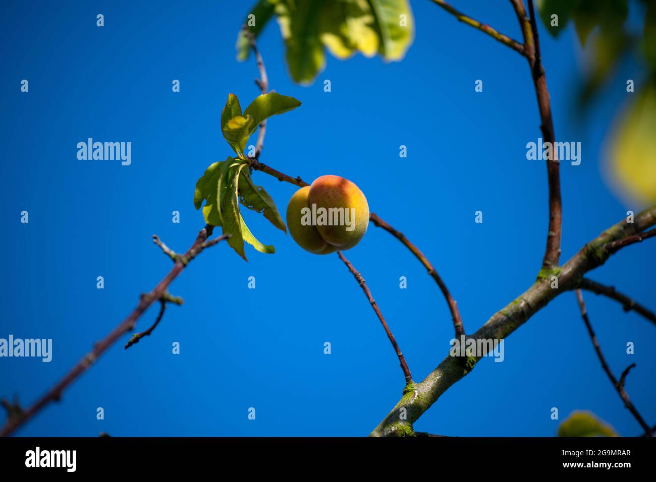 Peach growing on a tree in Thaxted Essex England UK July 2021 Peach ...