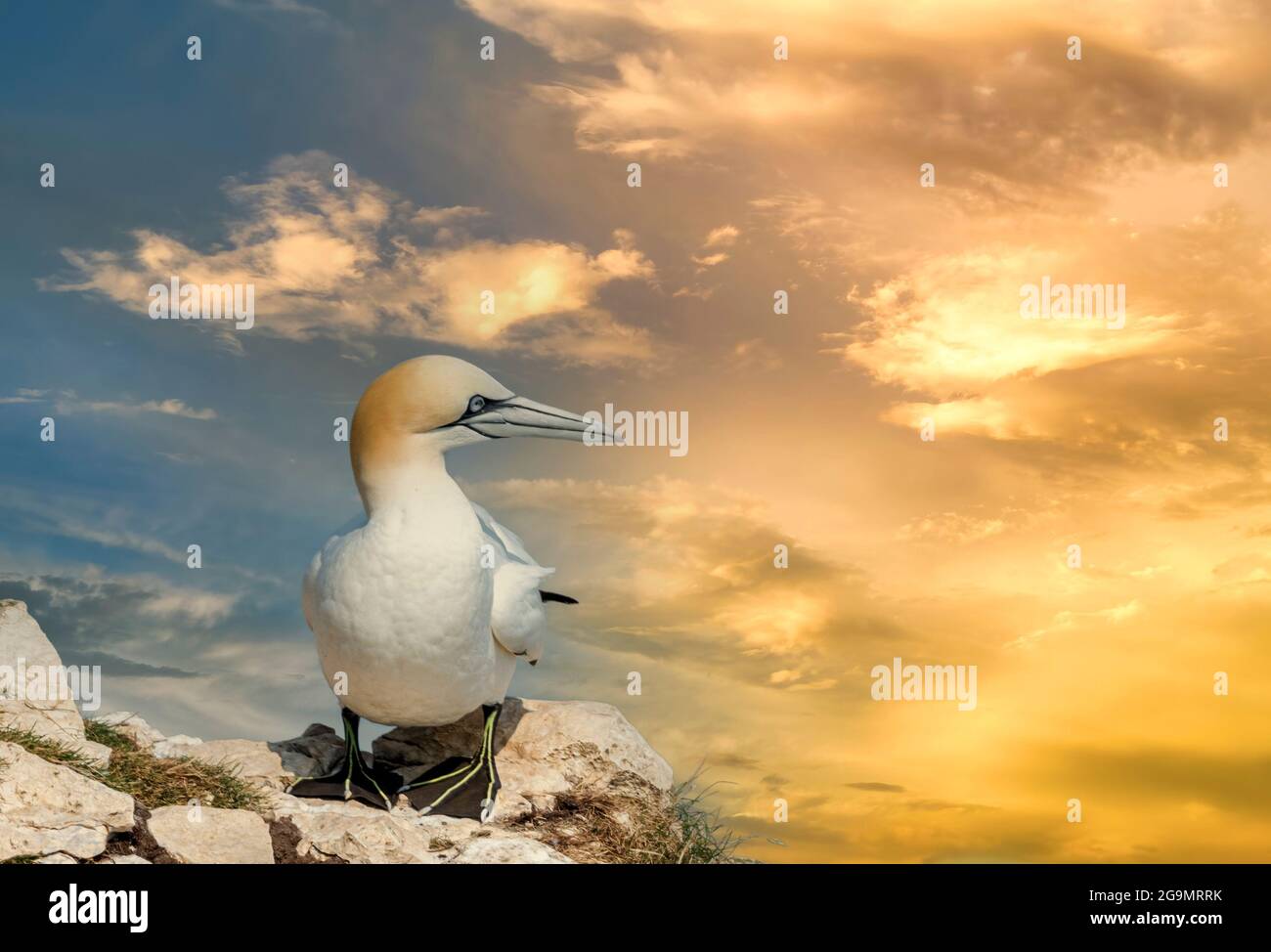 Bempton cliff gannet breeds colonies hi-res stock photography and ...