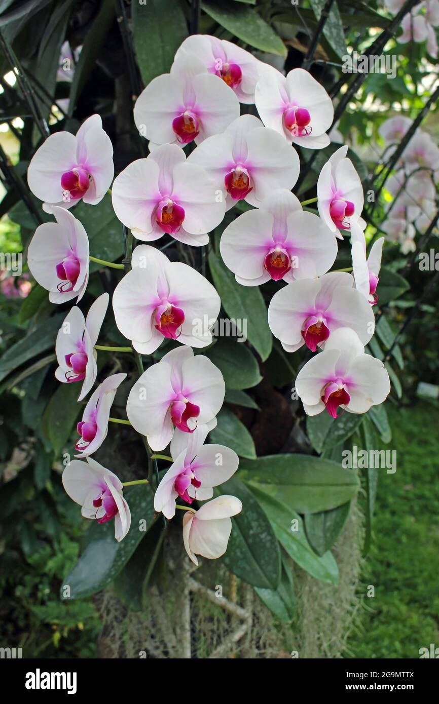 Orchids in bloom growing outdoors Stock Photo - Alamy