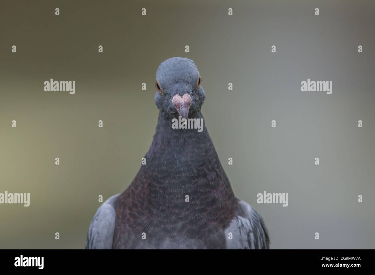 Young pidgeon hi-res stock photography and images - Alamy