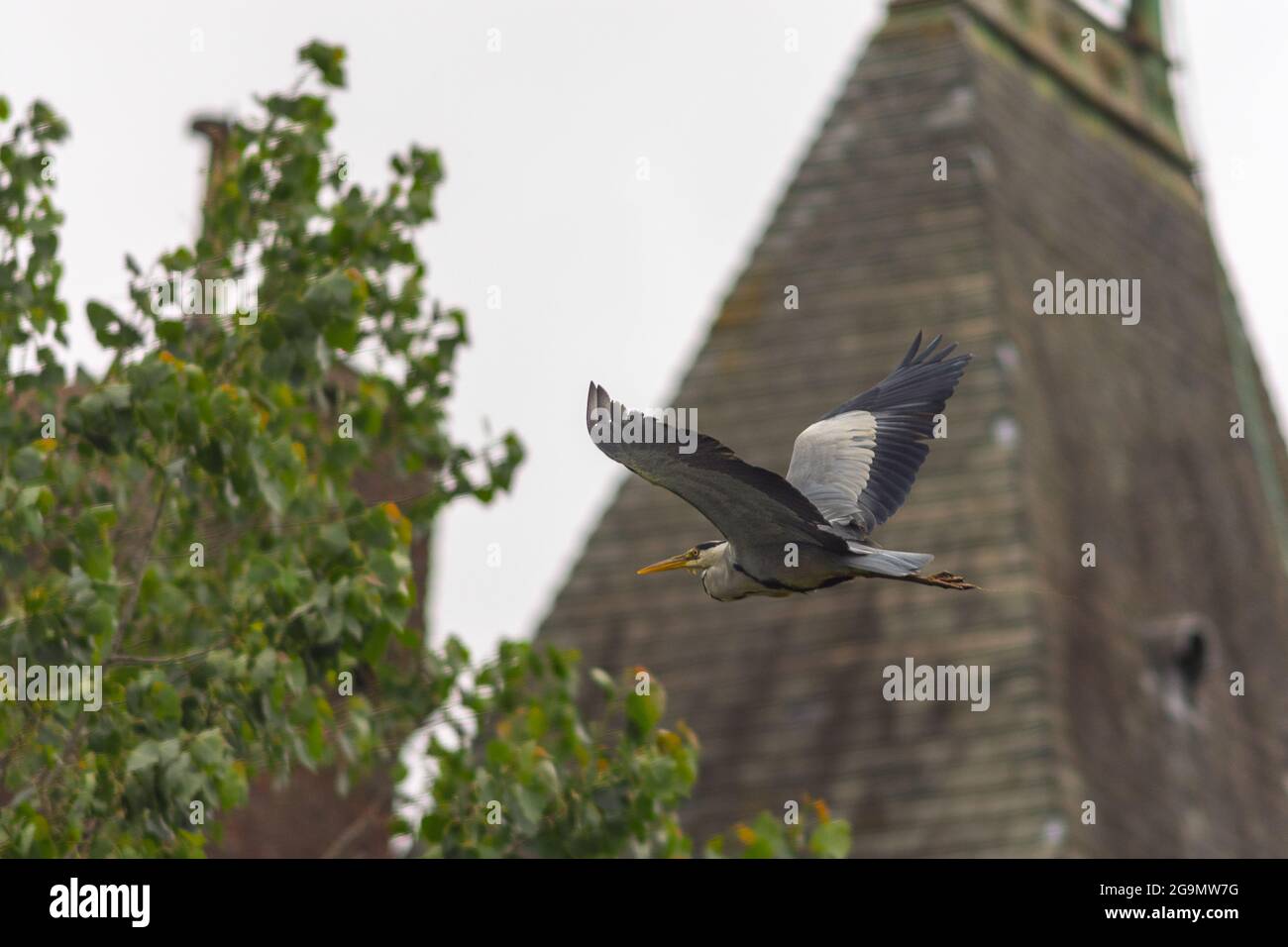 Bird Flying Past trees and a roof Stock Photo - Alamy