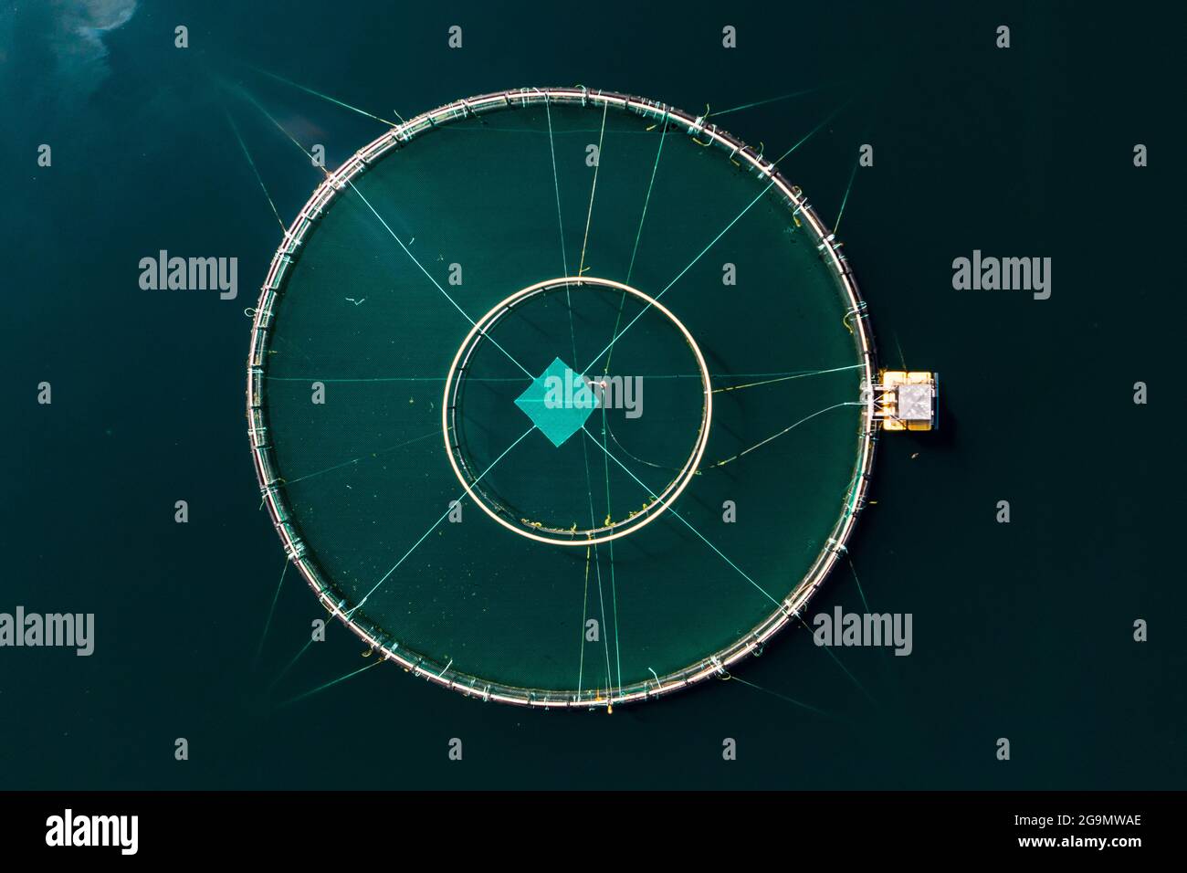 Salmonoid hi-res stock photography and images - Alamy