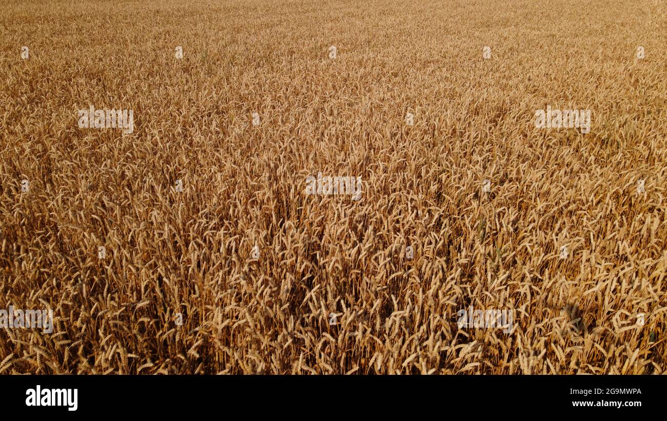 Ripe grain field. A carpet of golden ears is visible. Aerial ...