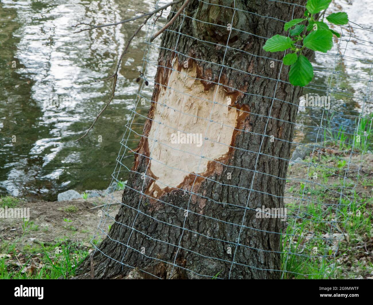 Beaver bite marks hi-res stock photography and images - Alamy