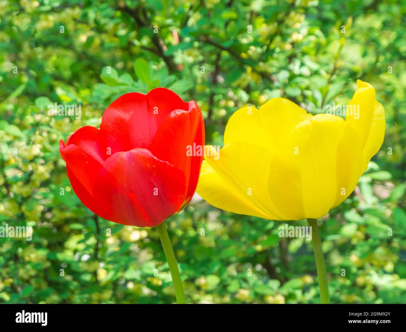 Tulip onion hi-res stock photography and images - Alamy