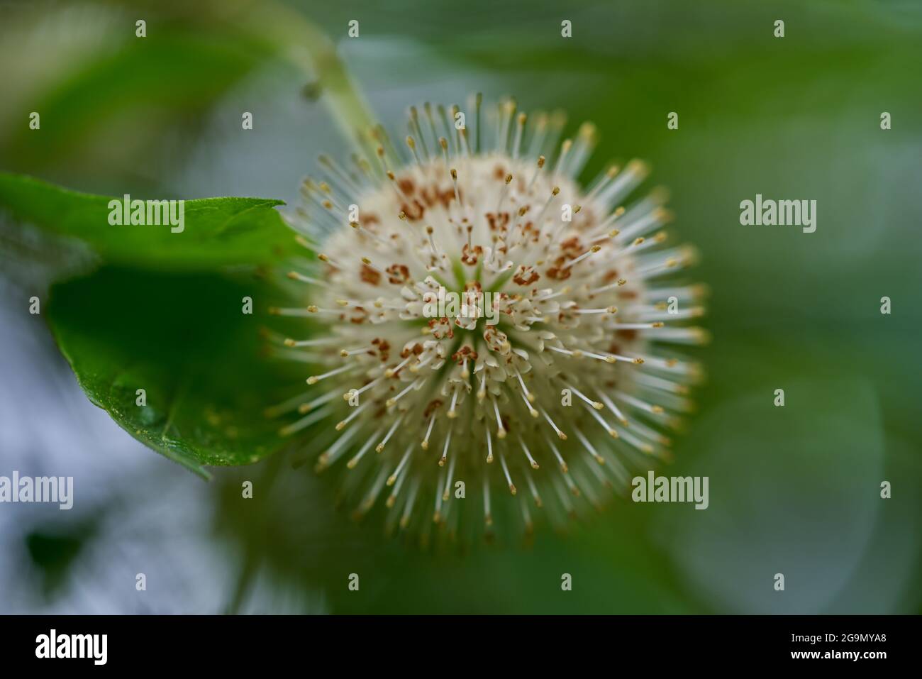 Cephalanthus occidentalis buttonbush, common buttonbush, button-willow ...