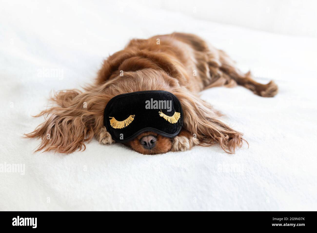 Cute dog in sleeping mask napping on the bedroom Stock Photo - Alamy