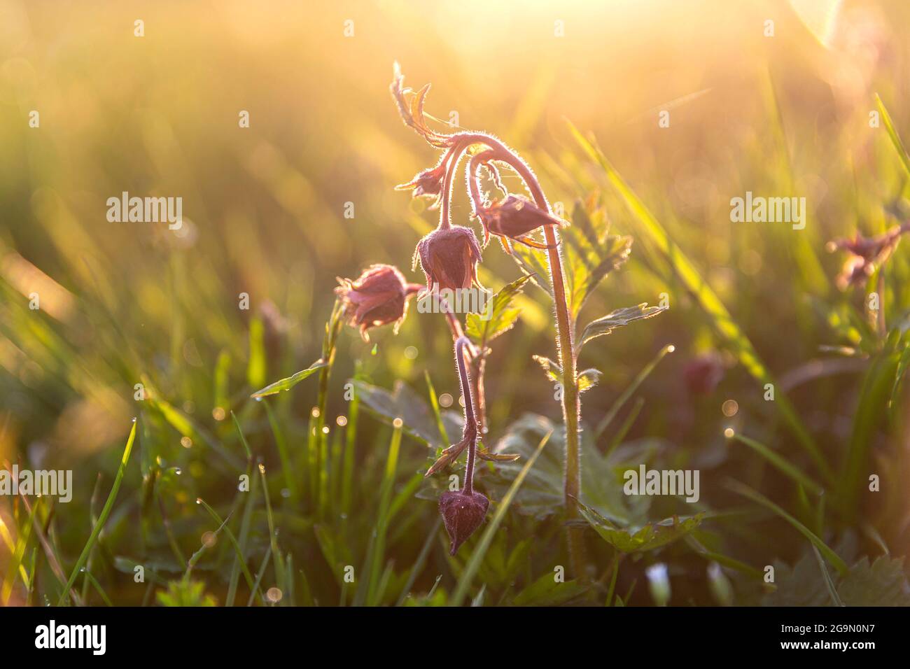 Idyllic spring meadow during the sunset Stock Photo - Alamy