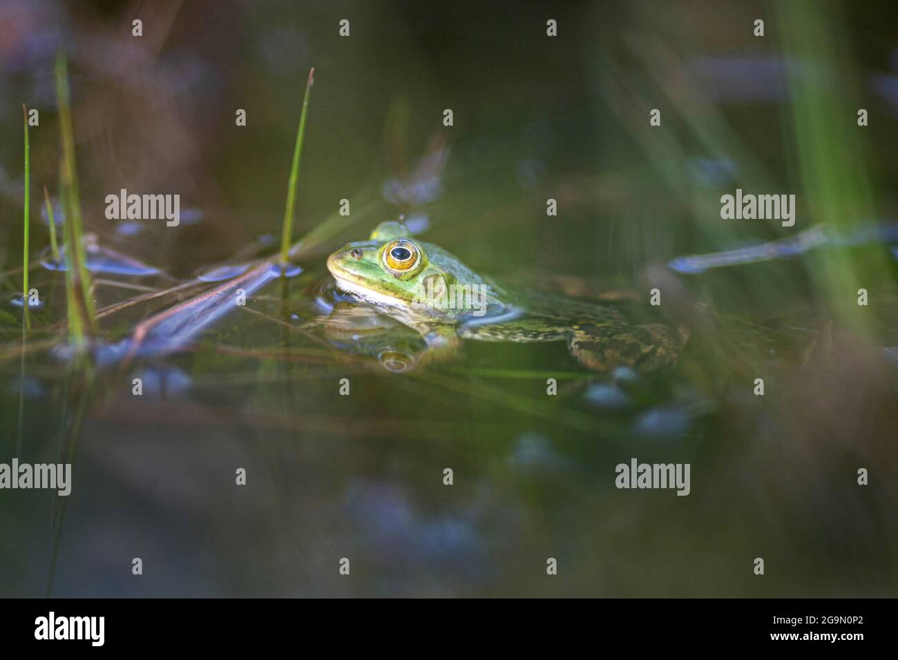 Lake frog in natural environment water, Pelophylax lessonae Stock Photo ...