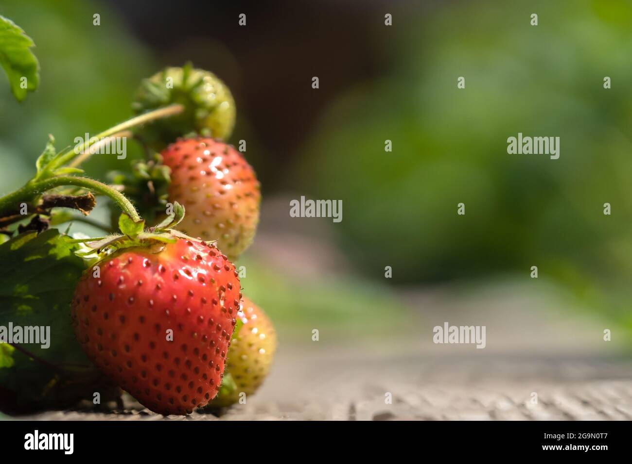 Juicy ripe red strawberries close-up in the garden at the farm Stock ...