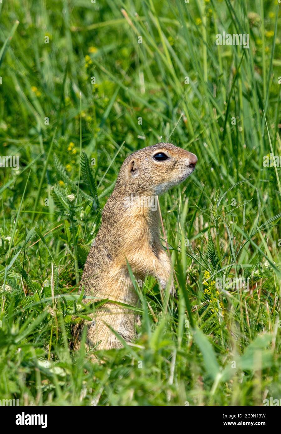 European ground squirrel in grass Stock Photo - Alamy