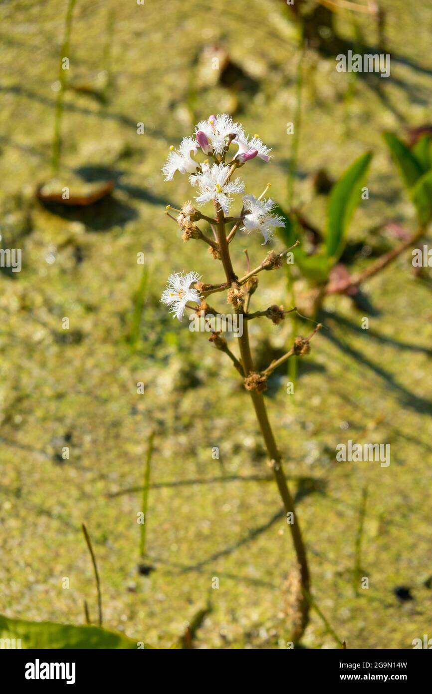 Bog Bean flower Stock Photo - Alamy
