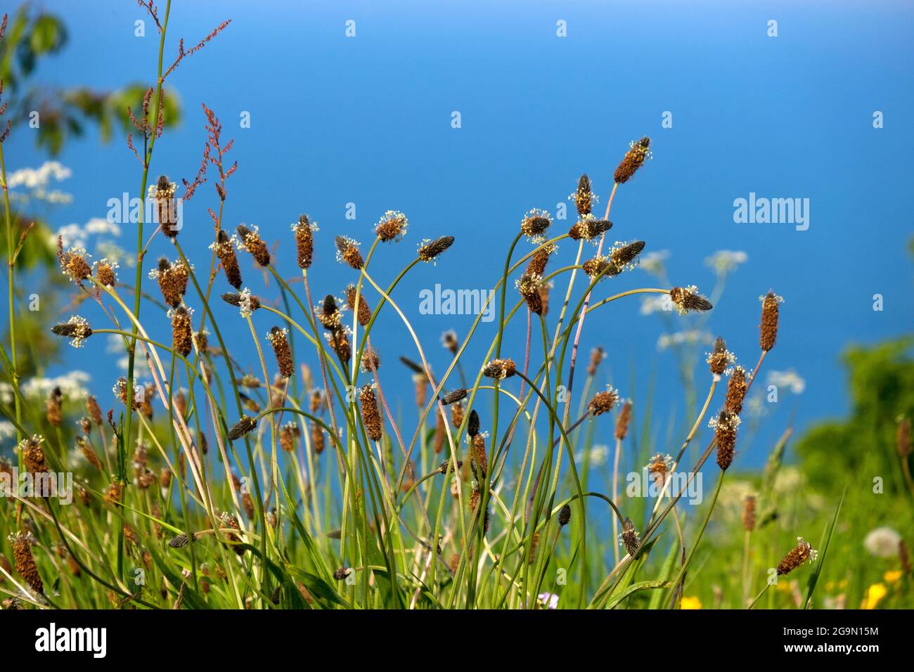 Ribwort seed heads hi-res stock photography and images - Alamy