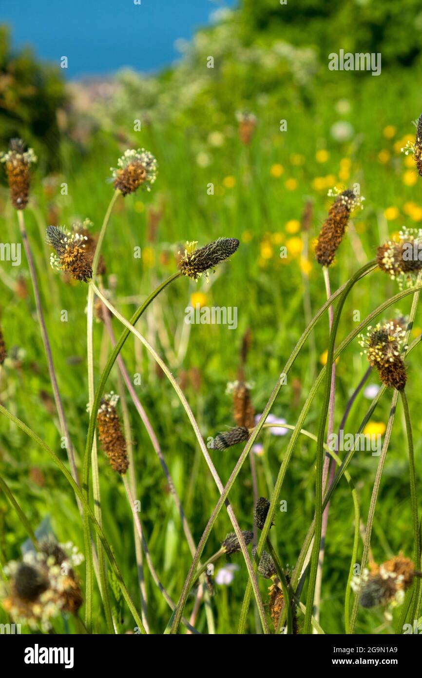 Seed heads of ribwort hi-res stock photography and images - Alamy