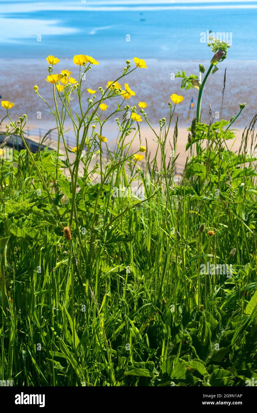 Common Meadow Buttercup Stock Photo - Alamy