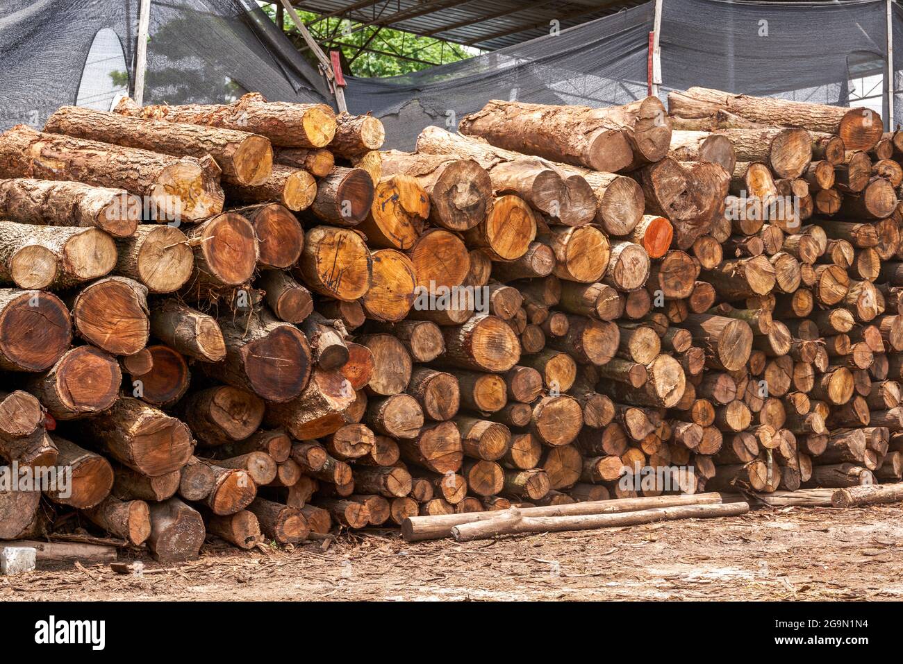 Timber piled in a lumber yard, dry wood material Stock Photo - Alamy