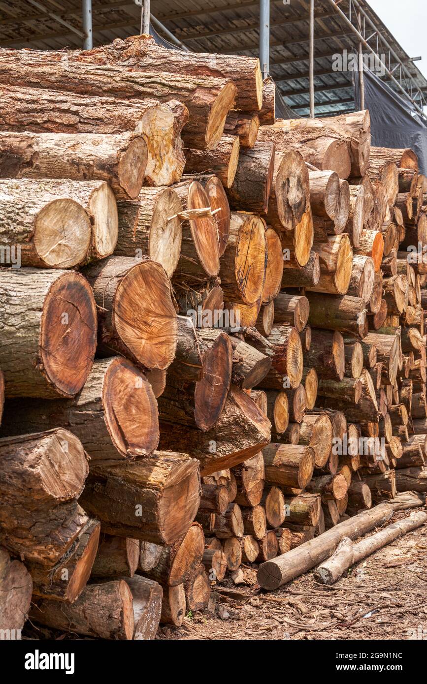Timber piled in a lumber yard, dry wood material Stock Photo - Alamy