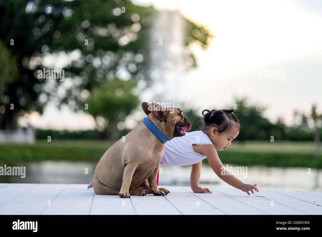 Cute Asian female child crawling with her French Bulldog pet Stock ...