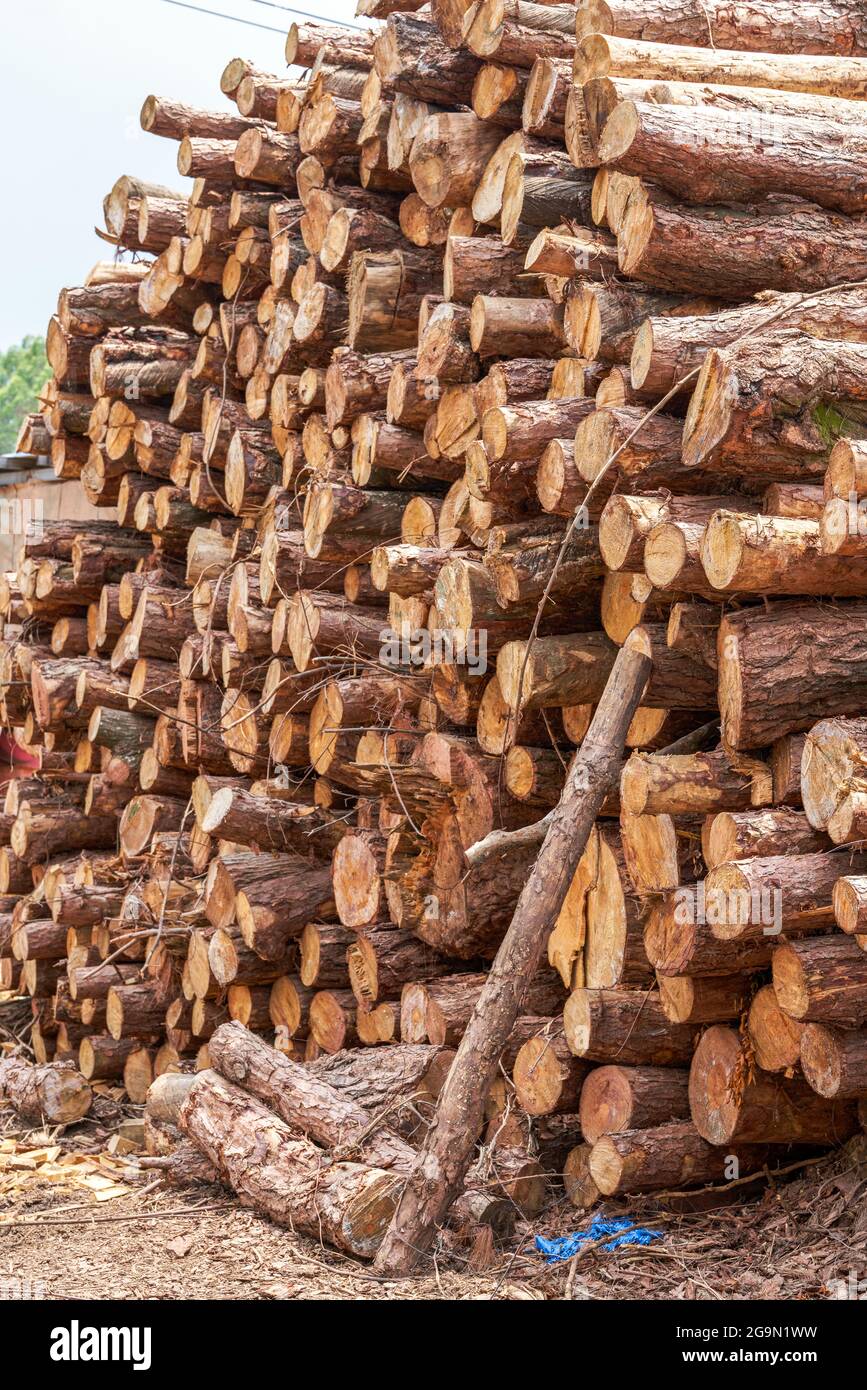 Timber piled in a lumber yard, dry wood material Stock Photo - Alamy